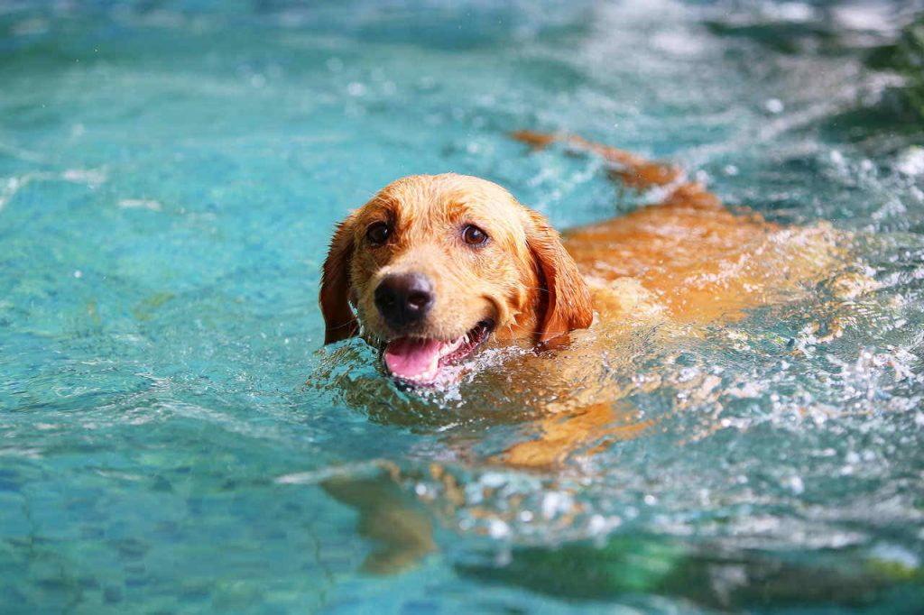 Dry Drowning: What Is It And How Do I Prevent It For My Dog