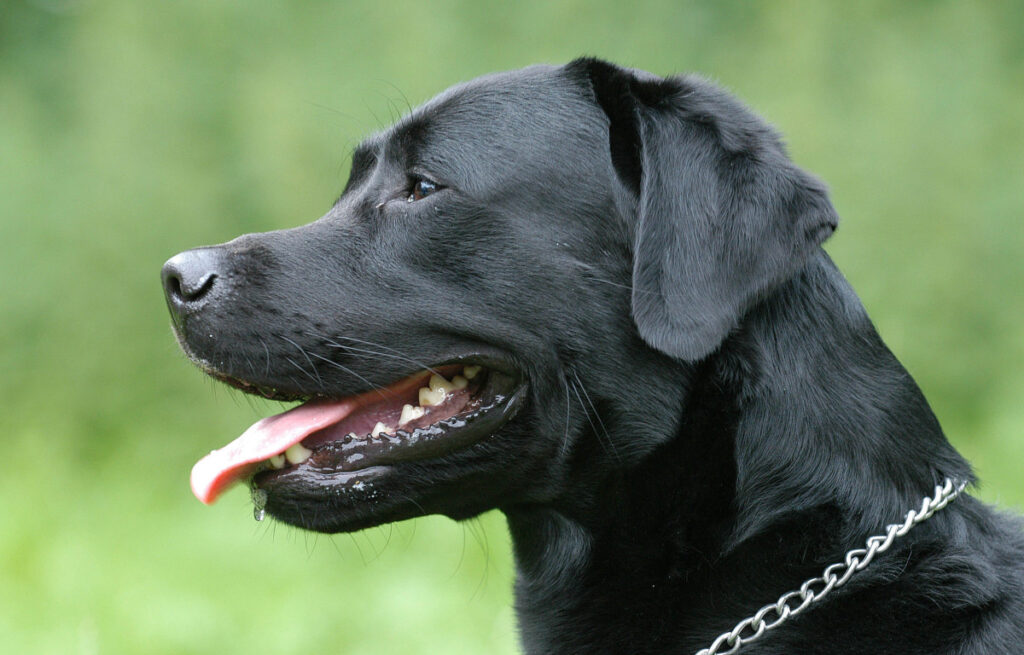 Blog - Olsen Veterinary Clinic